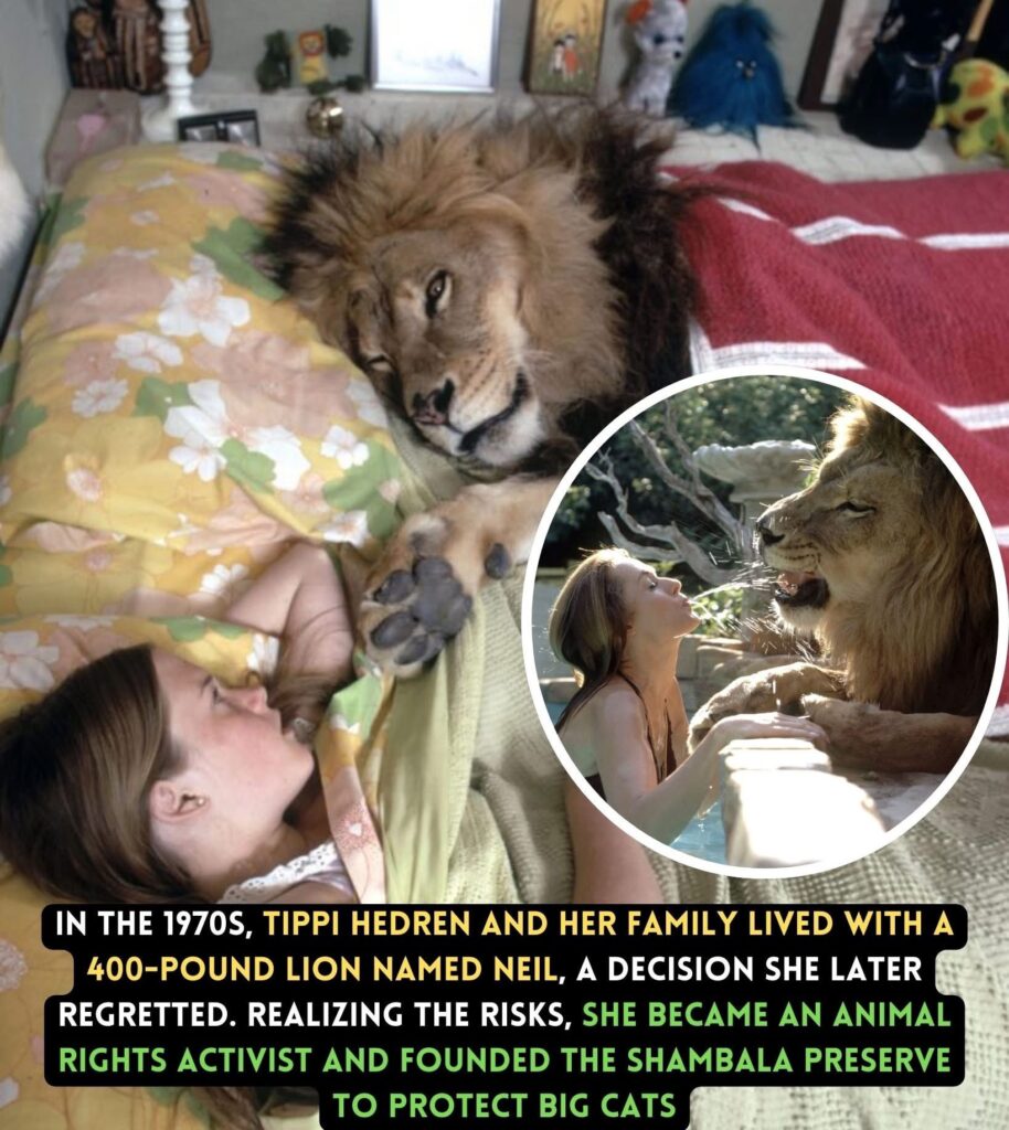She Slept Next to a Lion – Until She Realized the Danger! – My Blog