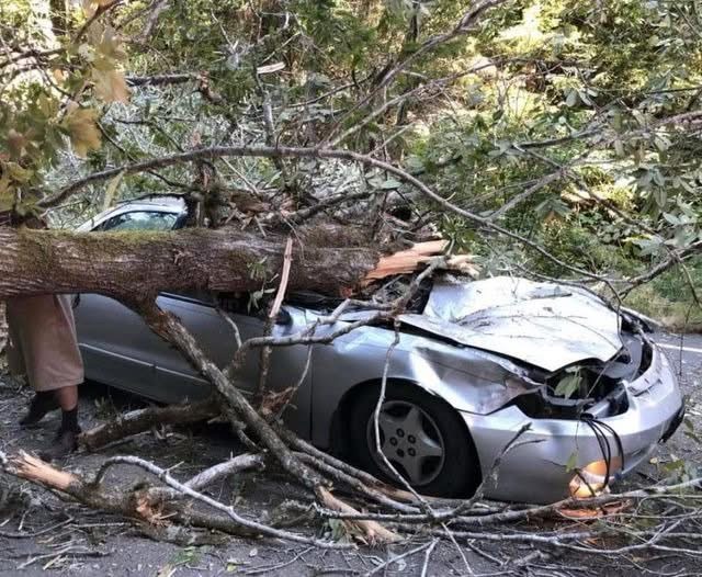 Popular comedian died in sad accident when massive tree limb fell on ...