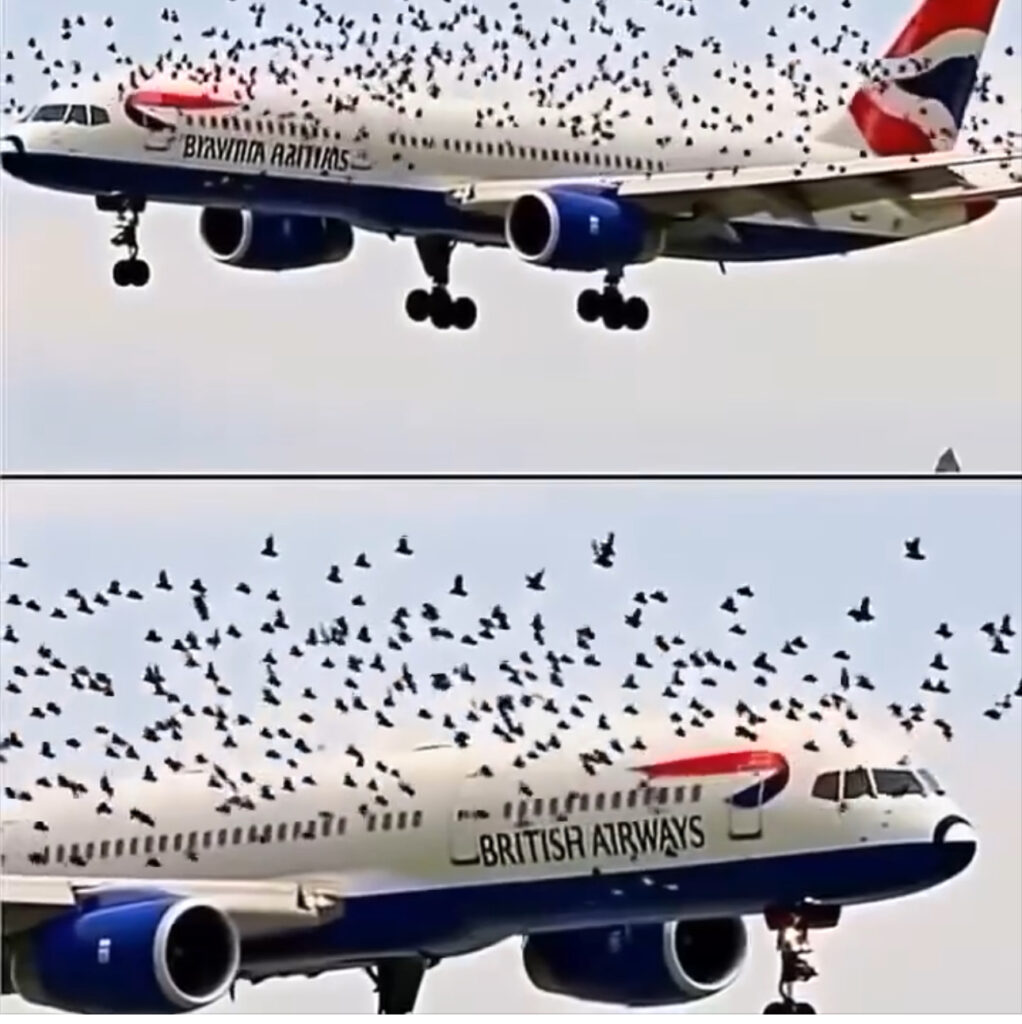 The pilot cried when he understood why the birds wouldn’t leave him ...