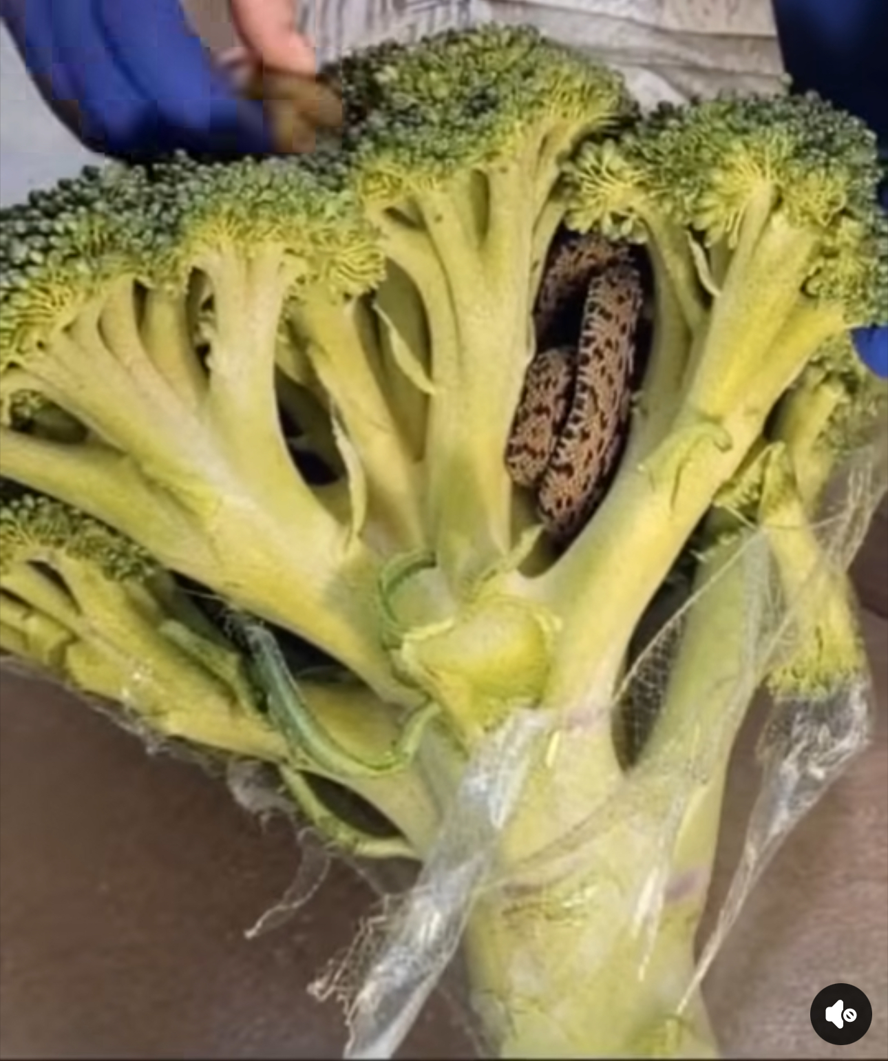 Shopper Stunned After Finding Snake Hidden in Aldi Broccoli – My Blog