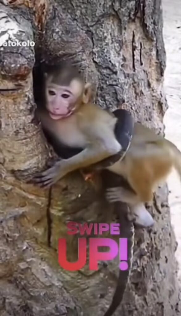 Shocking Encounter: Snake Attacks Monkey in the Wild! – My Blog