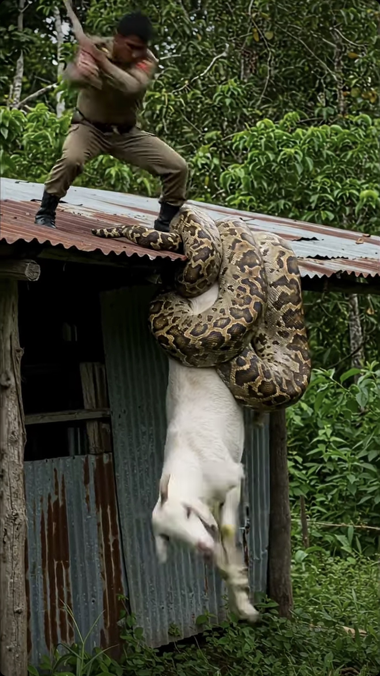 🚨 Village in Shock After Massive Python Attack on Goat 🐍🐐 – My Blog